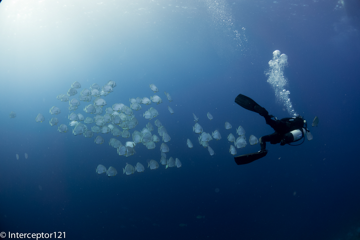 Red Sea Workshop with Alex Mustard – Part VI Schooling Fish ...