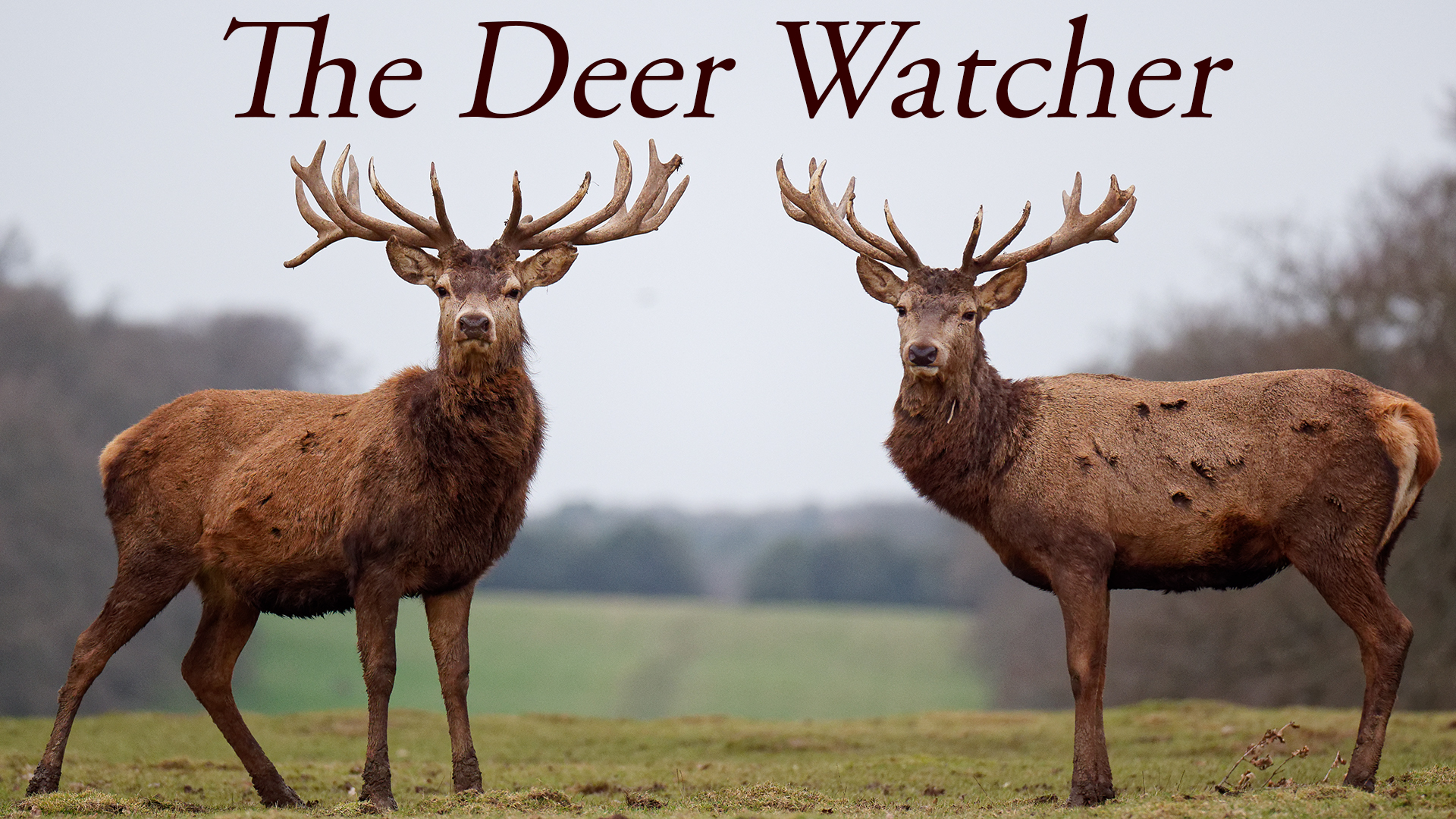 WATCH The Deer Watcher Premiere Friday 26 March 8PM GMT ...